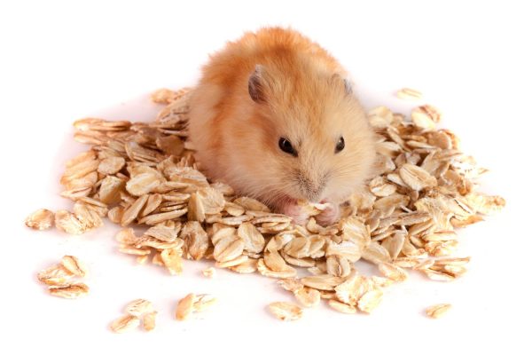 32 Countries Where Hamsters Live in the Wild . . . Yes, Hamsters! - A-Z ...