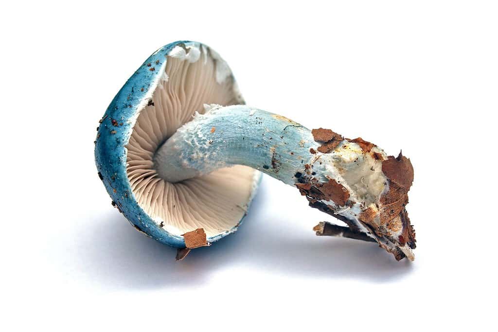 5 Types of Blue Mushrooms - A-Z Animals