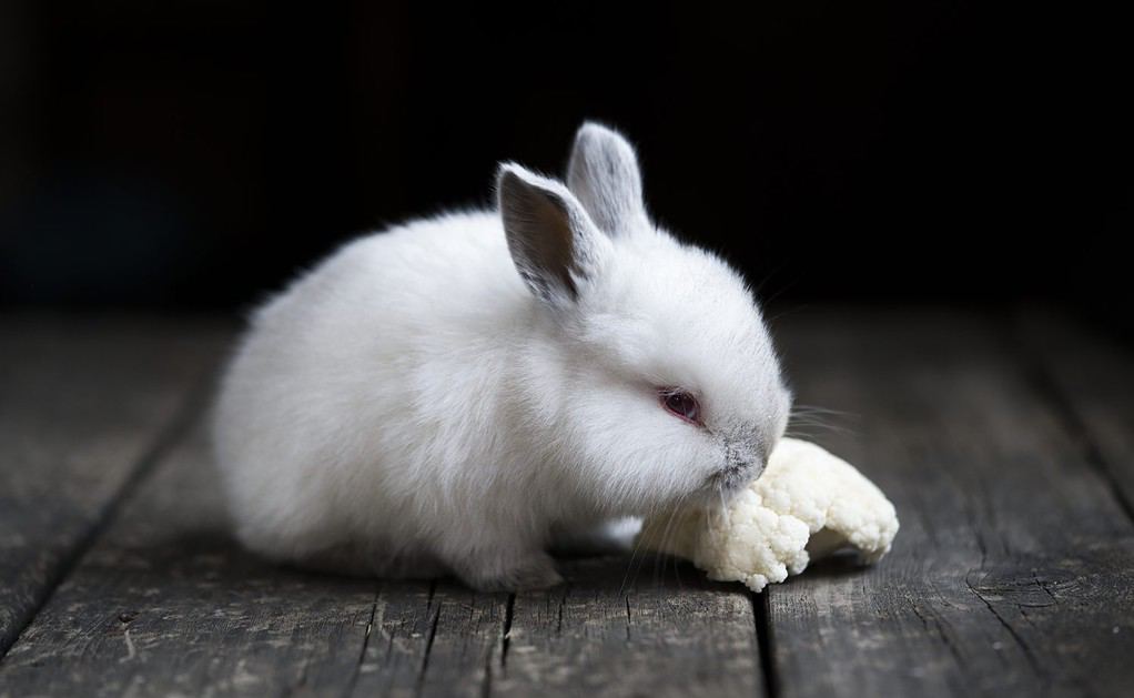 8 Animals That Act as Service Animals - A-Z Animals