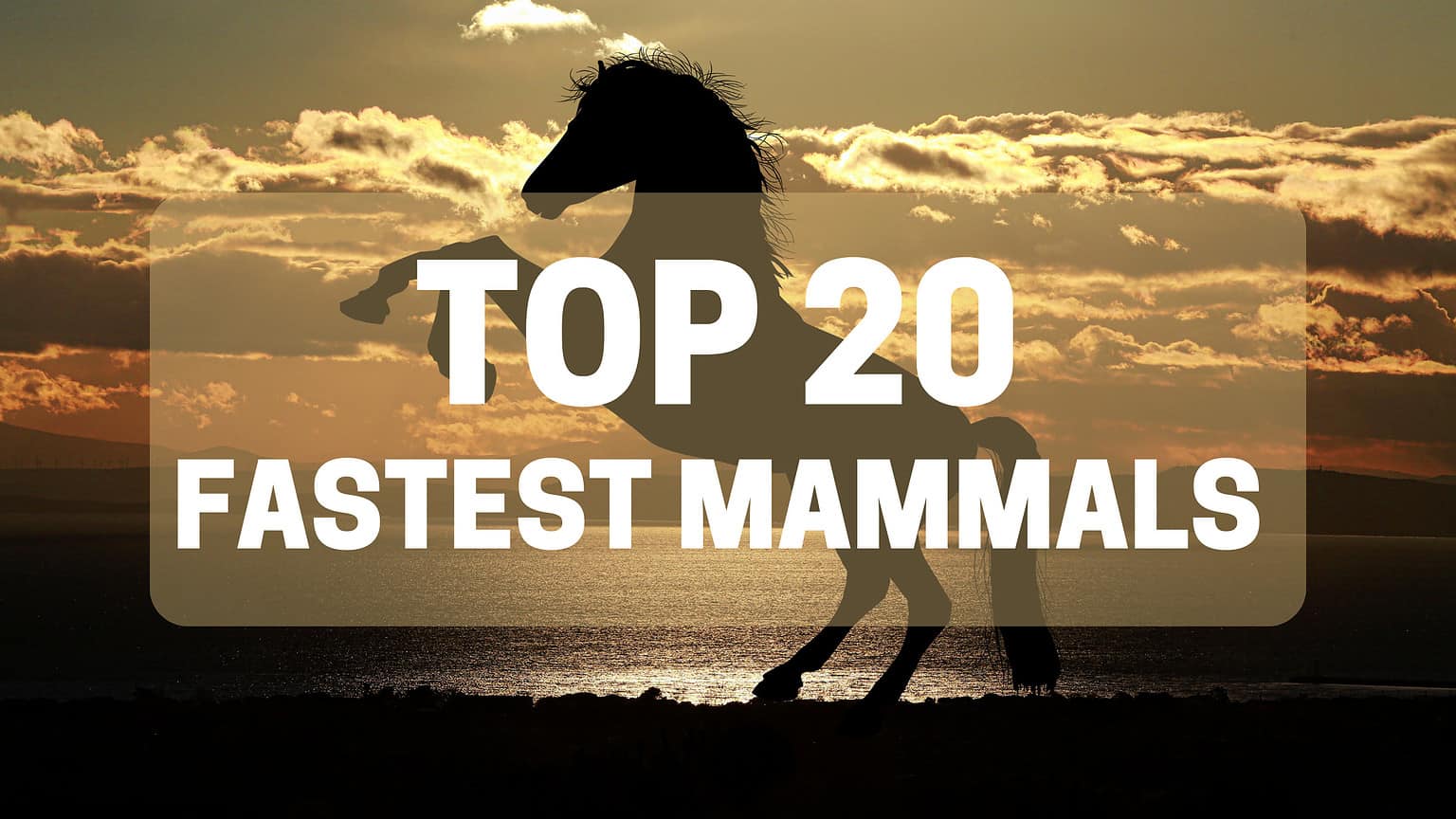 Earth's Fastest Mammals Reach Unbelievable Speeds - A-Z Animals Slideshows