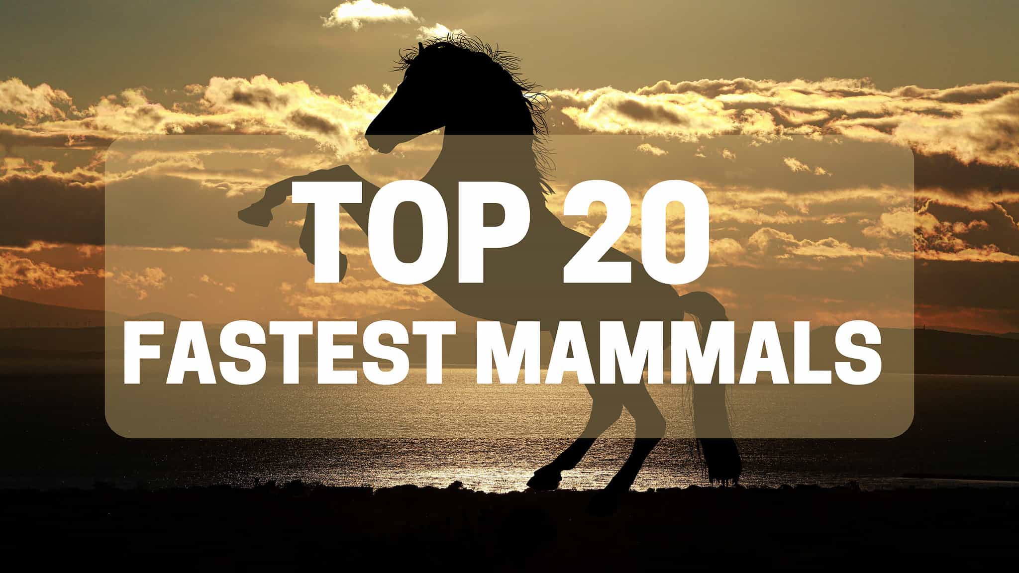 Earth's Fastest Mammals Reach Unbelievable Speeds - A-Z Animals Slideshows