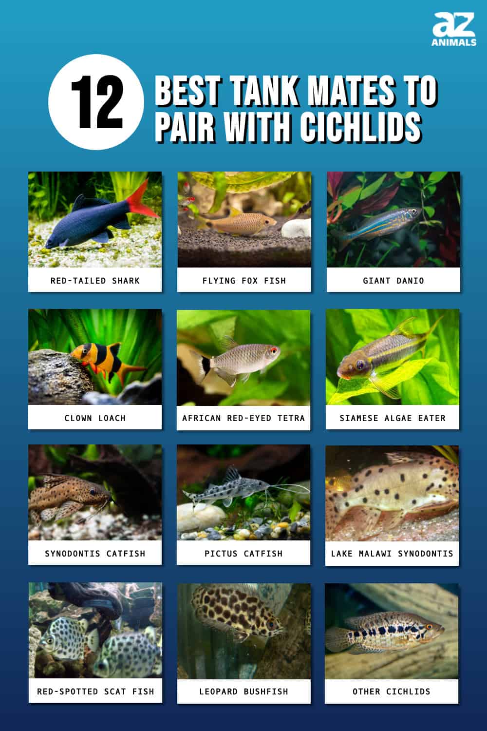 The 12 Best Tank Mates to Pair with Cichlids - A-Z Animals