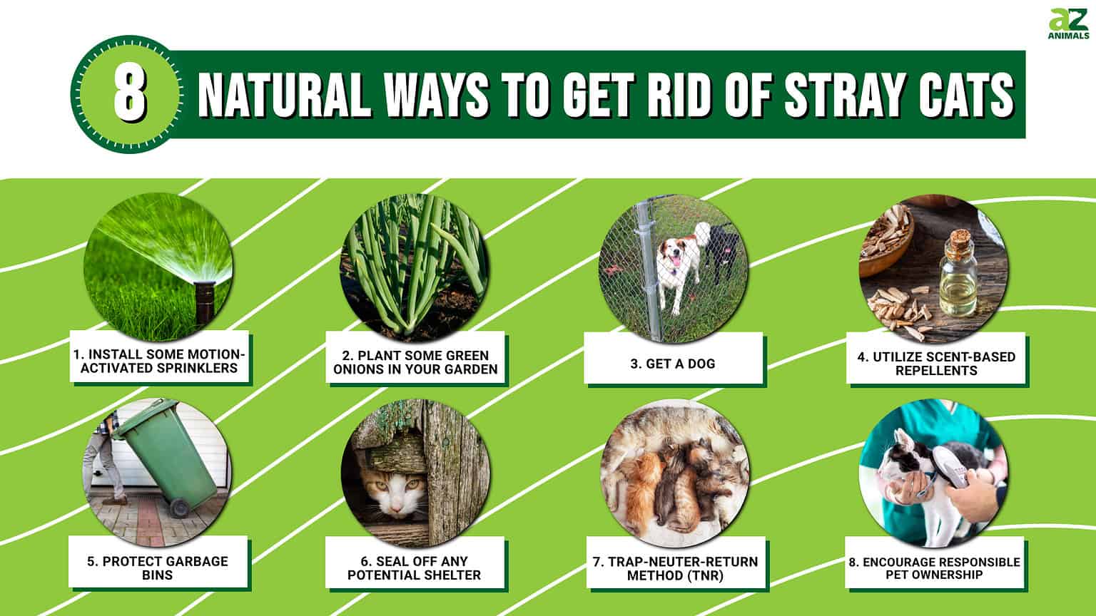 8 Natural Ways to Get Rid of Stray Cats (and Prevent Them from ...