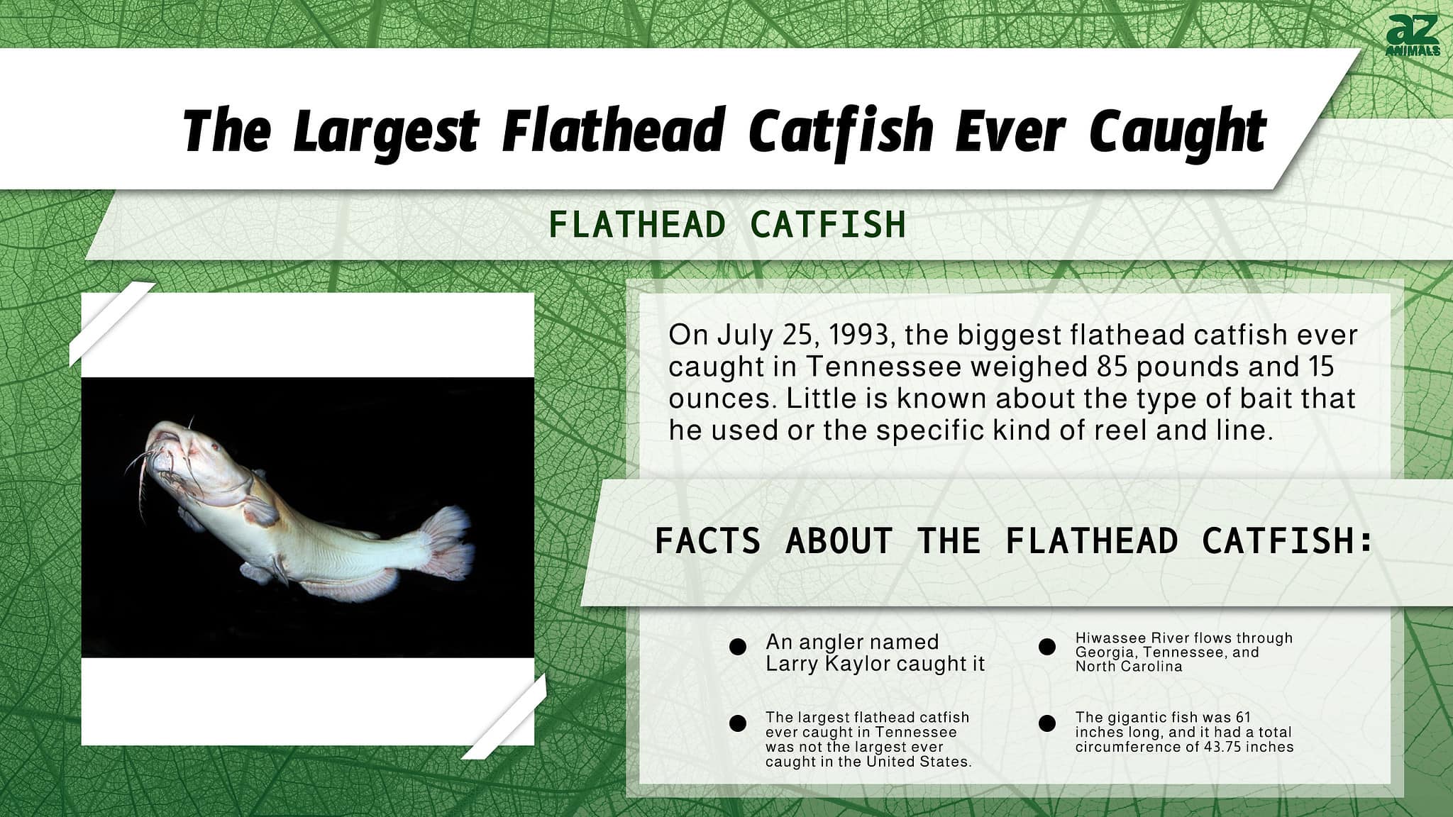 The Largest Flathead Catfish Ever Caught in Tennessee Was as Big as a ...