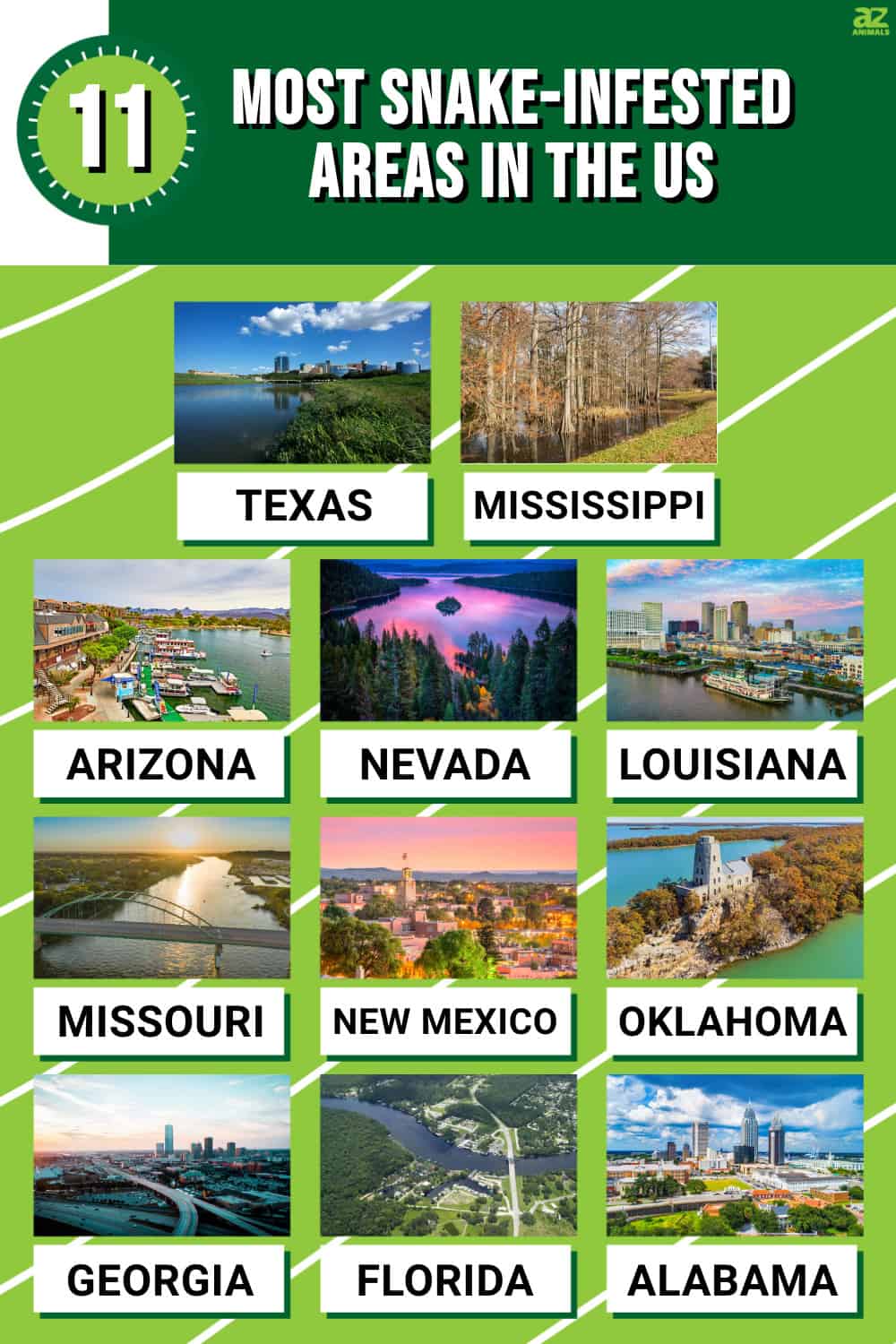 The 11 Most Snake-Infested States in America - A-Z Animals