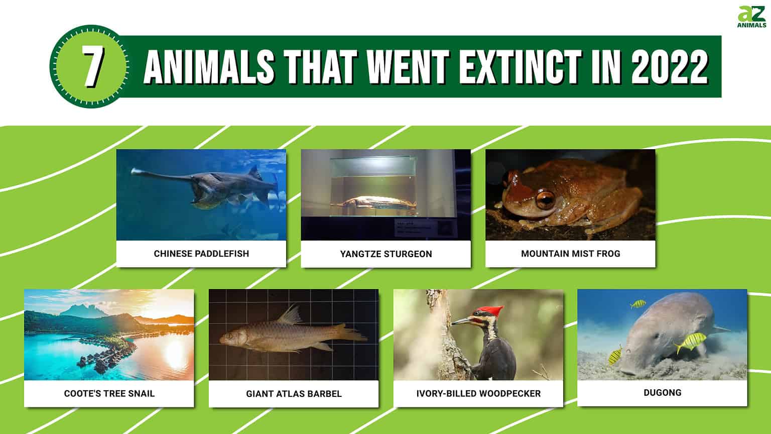 7 Animals That Went Extinct In 2022 - A-Z Animals