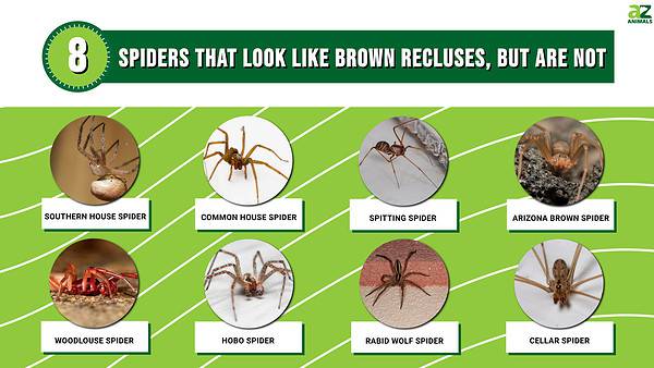 8 Spiders That Look Like Brown Recluses, But Are Not - A-Z Animals