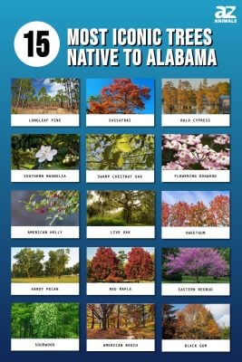 The 15 Most Iconic Trees Native to Alabama - A-Z Animals