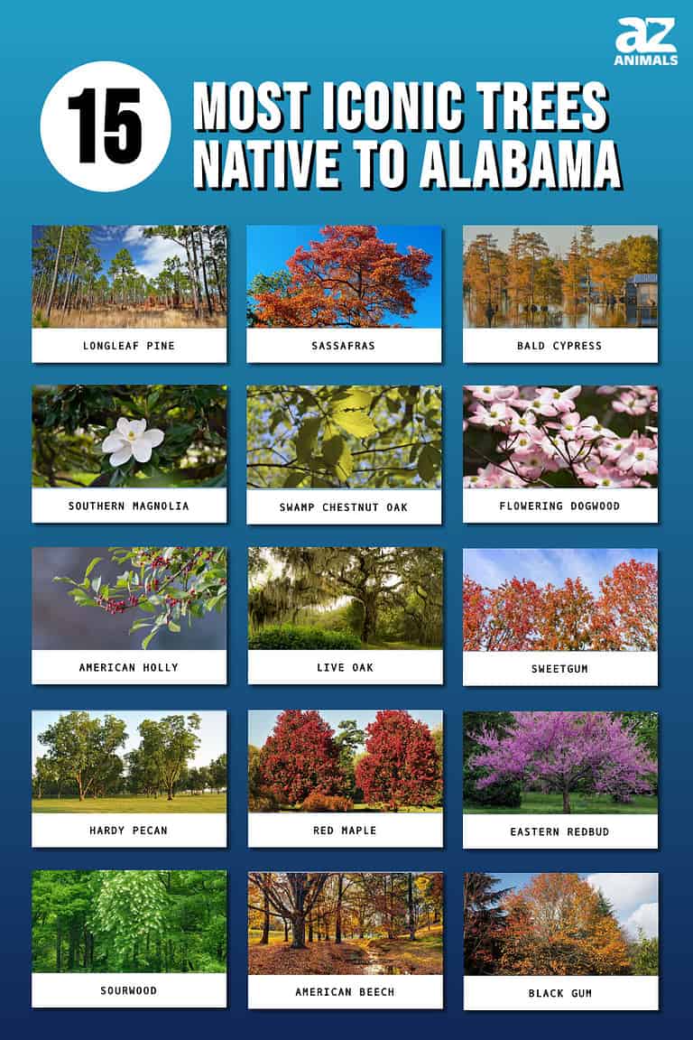 The 15 Most Iconic Trees Native to Alabama - A-Z Animals