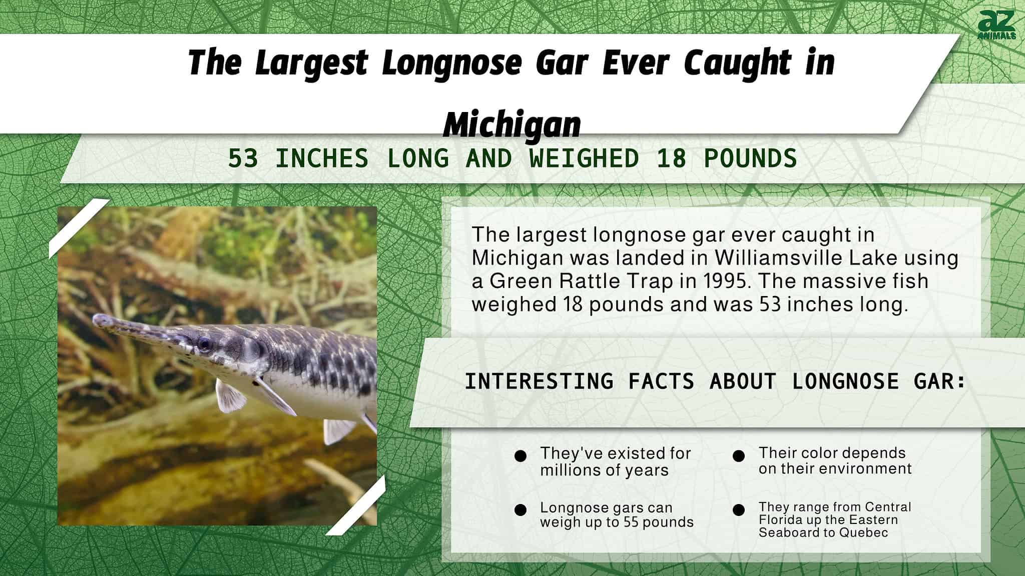 The Largest Longnose Gar Ever Caught in Michigan was a Prehistoric ...