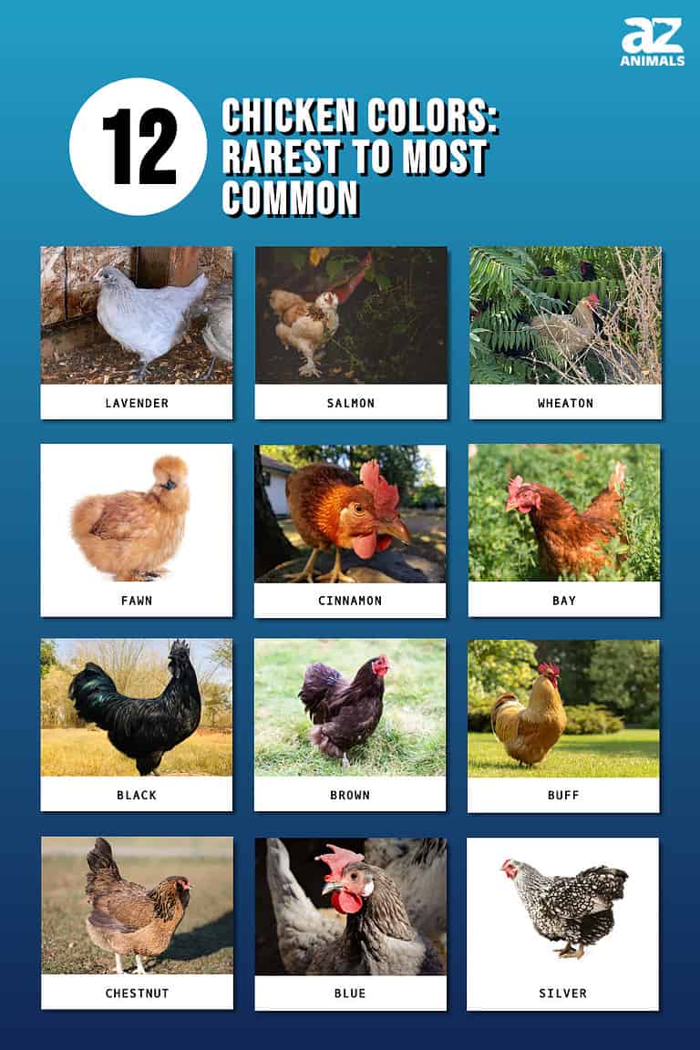 Chicken Colors: Rarest to Most Common - A-Z Animals