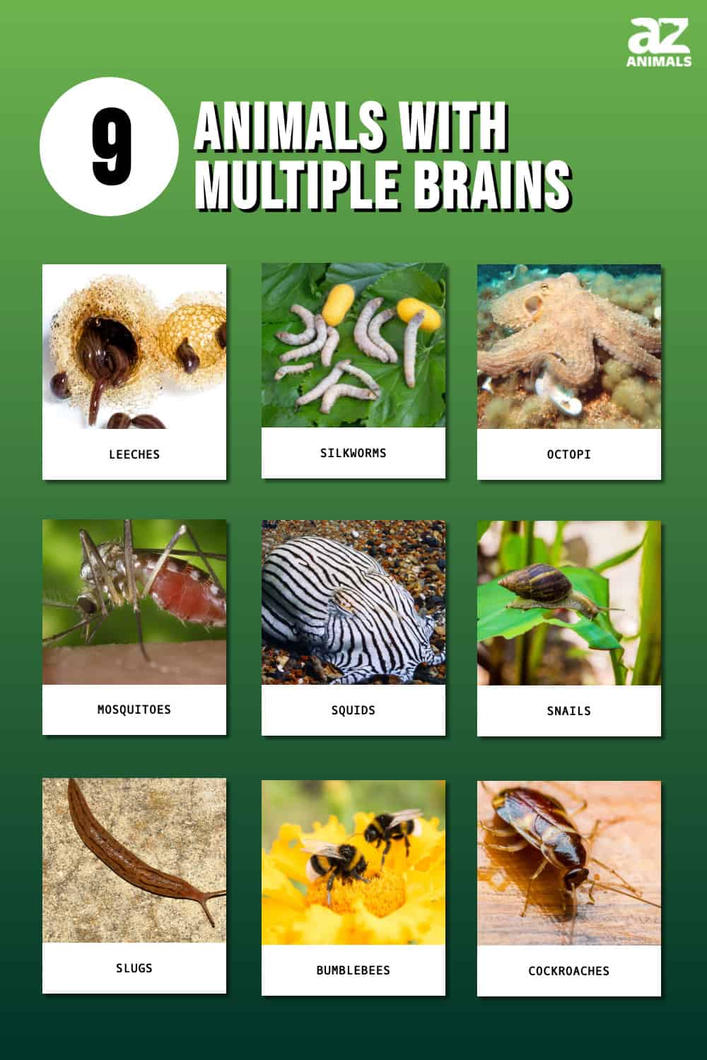9 Amazing Animals With Multiple Brains - A-Z Animals