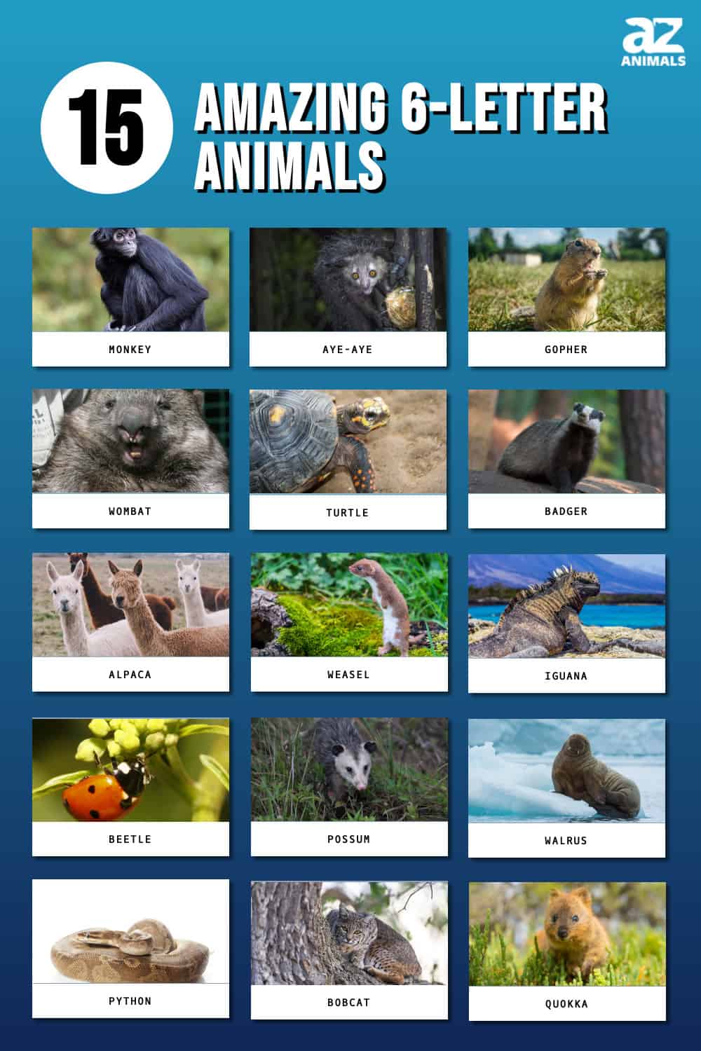 Explore 15 Amazing 6-Letter Animals - A-Z Animals