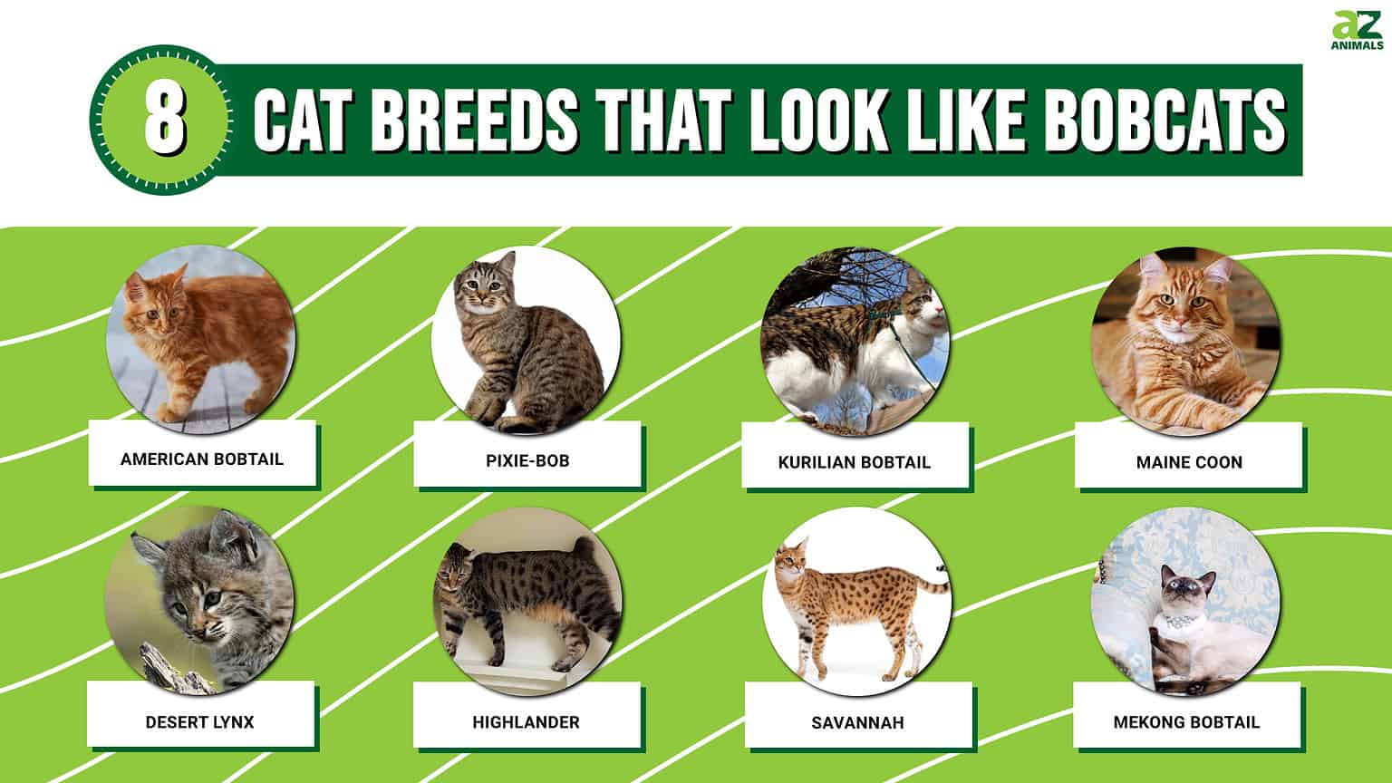 8 Cat Breeds That Look Like Bobcats - A-Z Animals