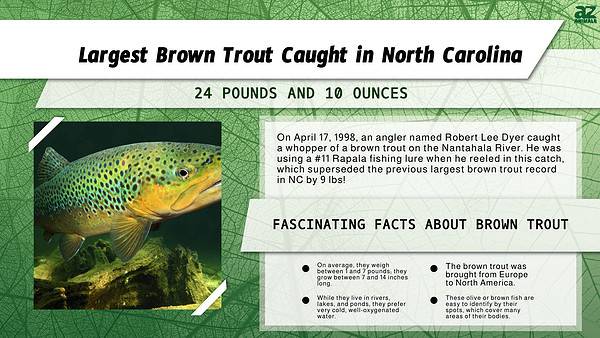 Discover The Largest Brown Trout Ever Caught in North Carolina - A-Z ...