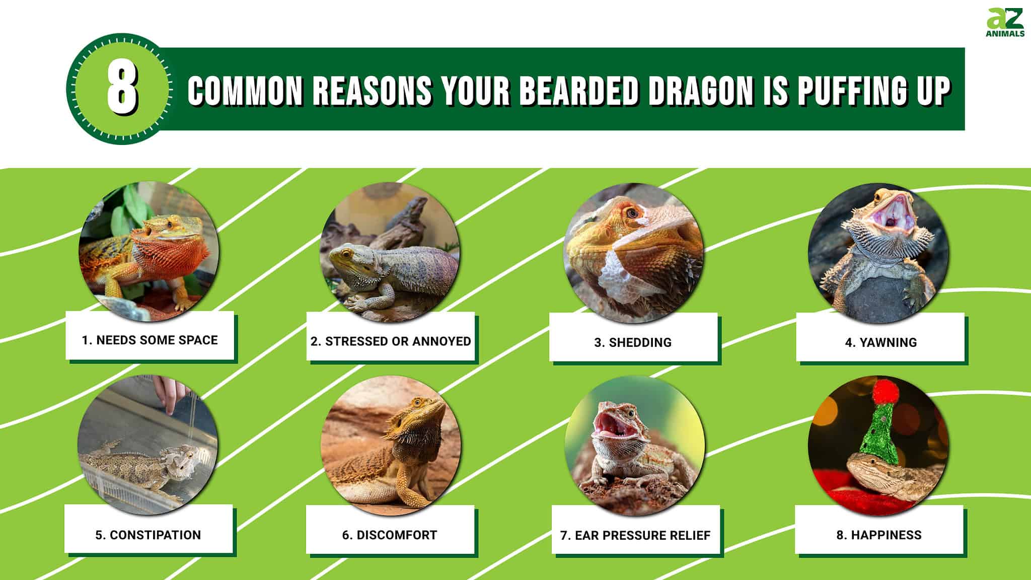 8 Common Reasons Your Bearded Dragon Is Puffing Up - A-Z Animals