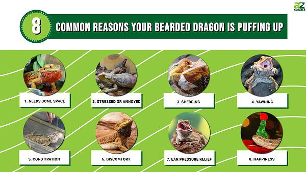 8 Common Reasons Your Bearded Dragon Is Puffing Up - A-Z Animals