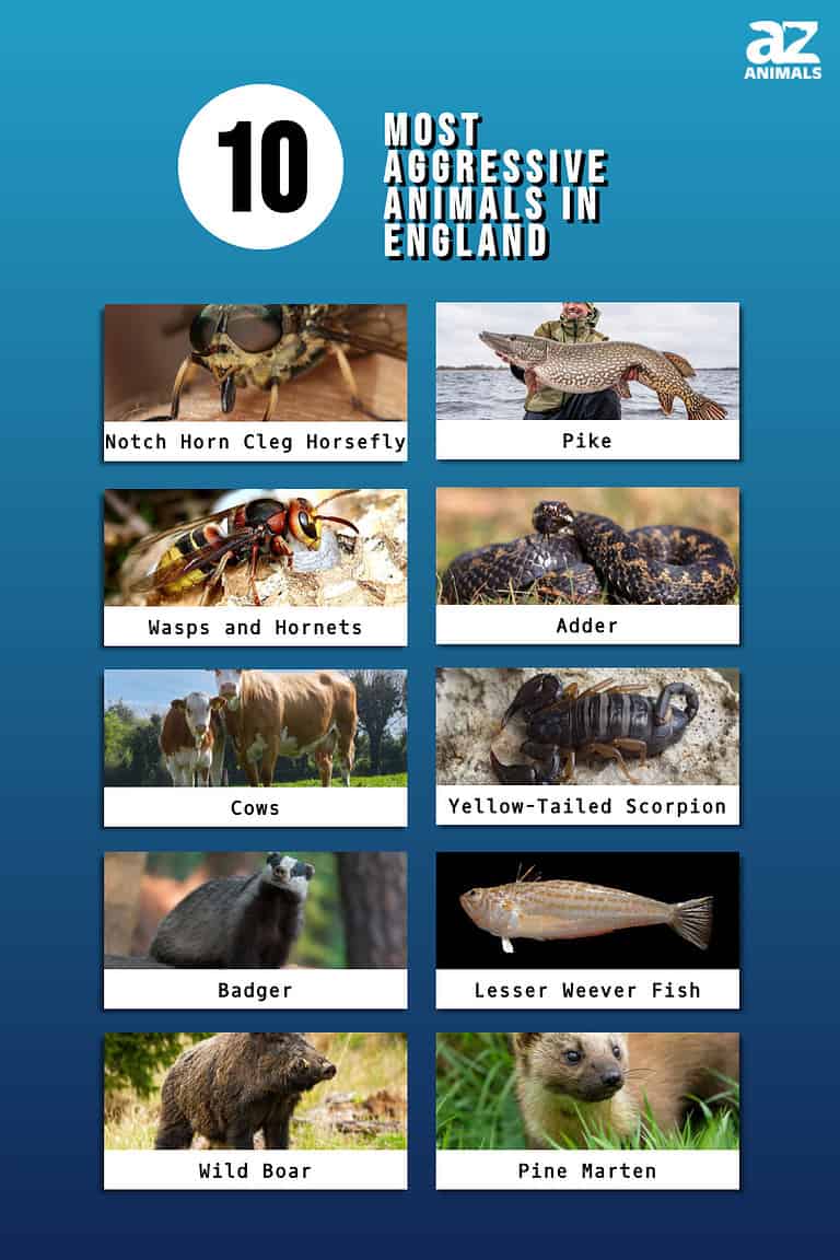 The 10 Most Aggressive Animals in England - A-Z Animals