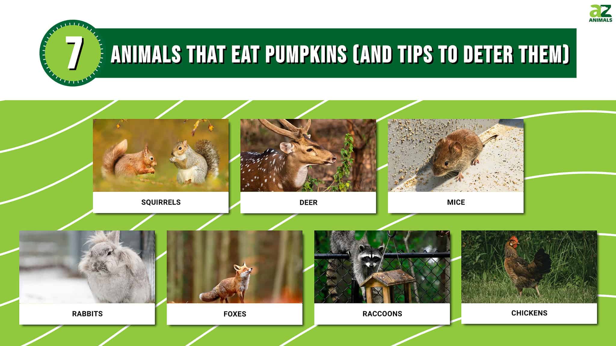 Beware These 7 Animals That Eat Pumpkins (And Tips to Deter Them) - A-Z ...