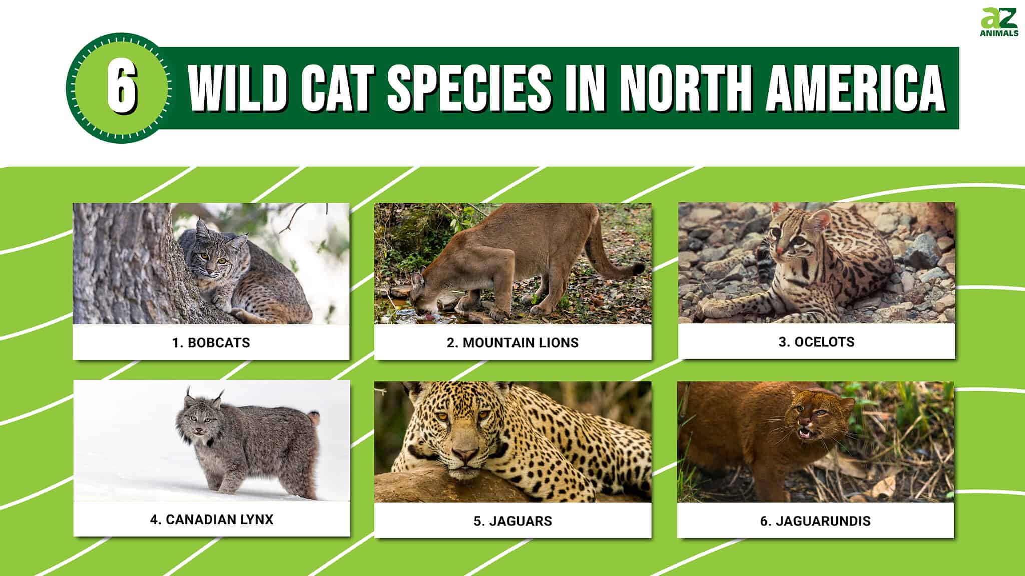 Discover the 6 Wild Cat Species in North America - A-Z Animals