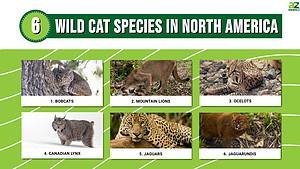 Discover the 6 Wild Cat Species in North America - A-Z Animals