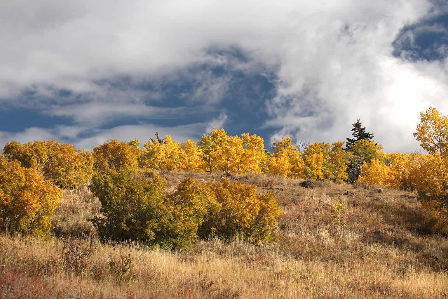 7 Places You're Most Likely to Encounter a Bear in Utah This Winter - A ...