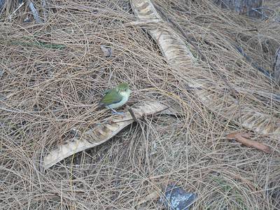 22 Animals That Went Extinct in 2021 - A-Z Animals