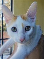 Heterochromia in Cats: Odd-Eyed Cat Genetics and Common Breeds - A-Z ...
