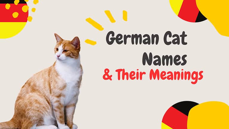 112 Great German Cat Names and Their Meanings - A-Z Animals