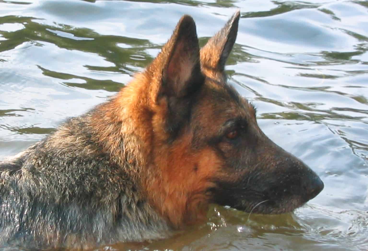 Yes, German Shepherds Can Swim! 5 Facts About These Strong Swimmers - A ...