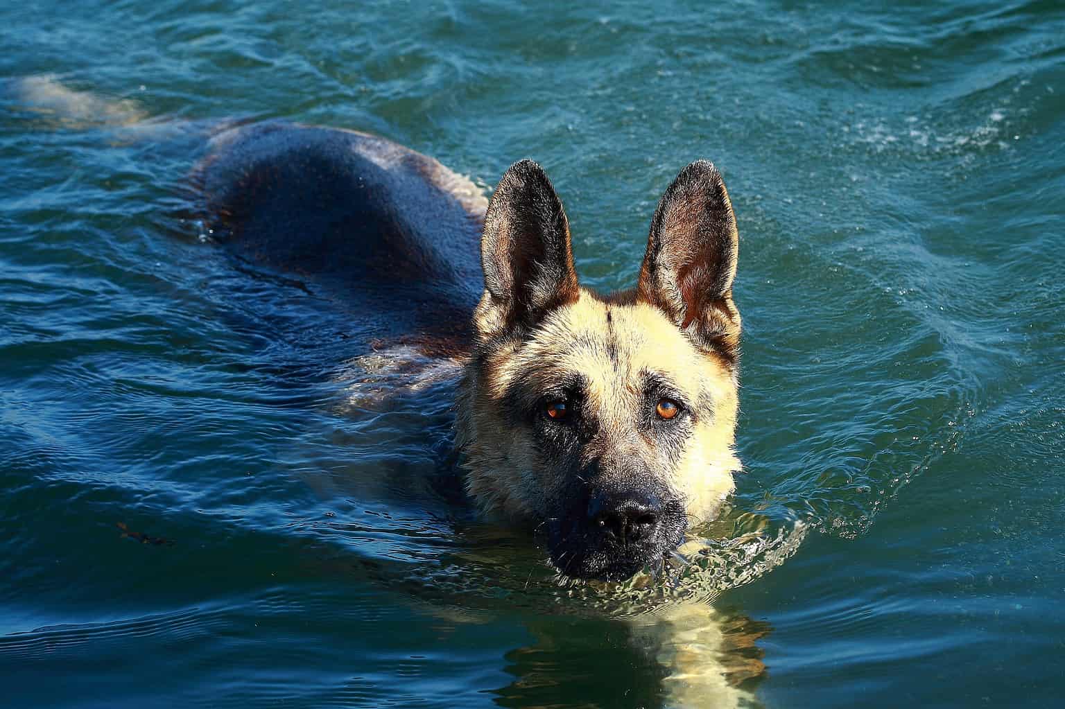 Yes, German Shepherds Can Swim! 5 Facts About These Strong Swimmers - A ...
