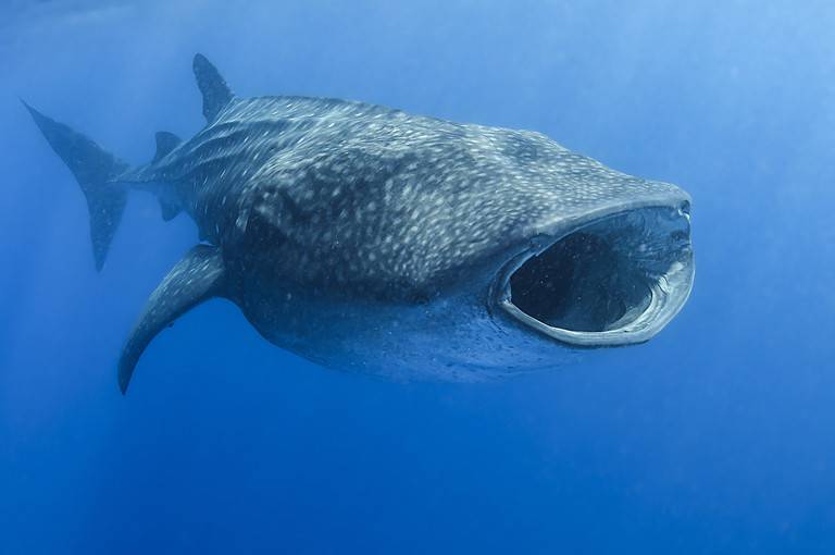 The 15 Biggest Deep-Sea Creatures Swimming Through Our Oceans - A-Z Animals