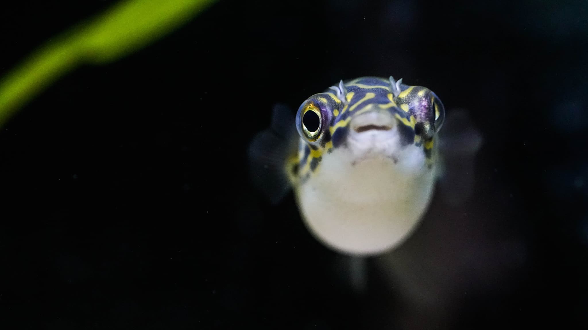 Discover 10 Animals Found In and Around China's Famous Yangtze River ...