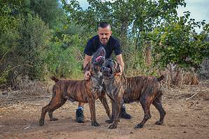 Discover Common Boerboel Colors and Markings - A-Z Animals