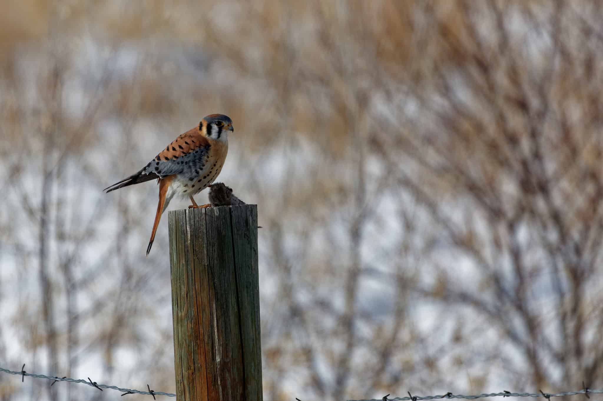 How Big is a Kestrel? (and 5 Other Facts About the Tiny Predator) - A-Z ...