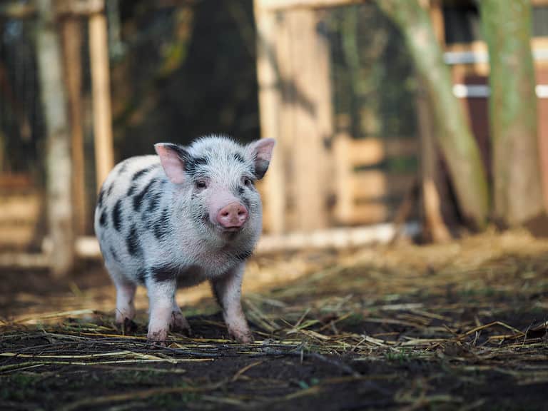 29 Sounds Pigs Make and What Each Means (It’s Not Just Oink!) - A-Z Animals