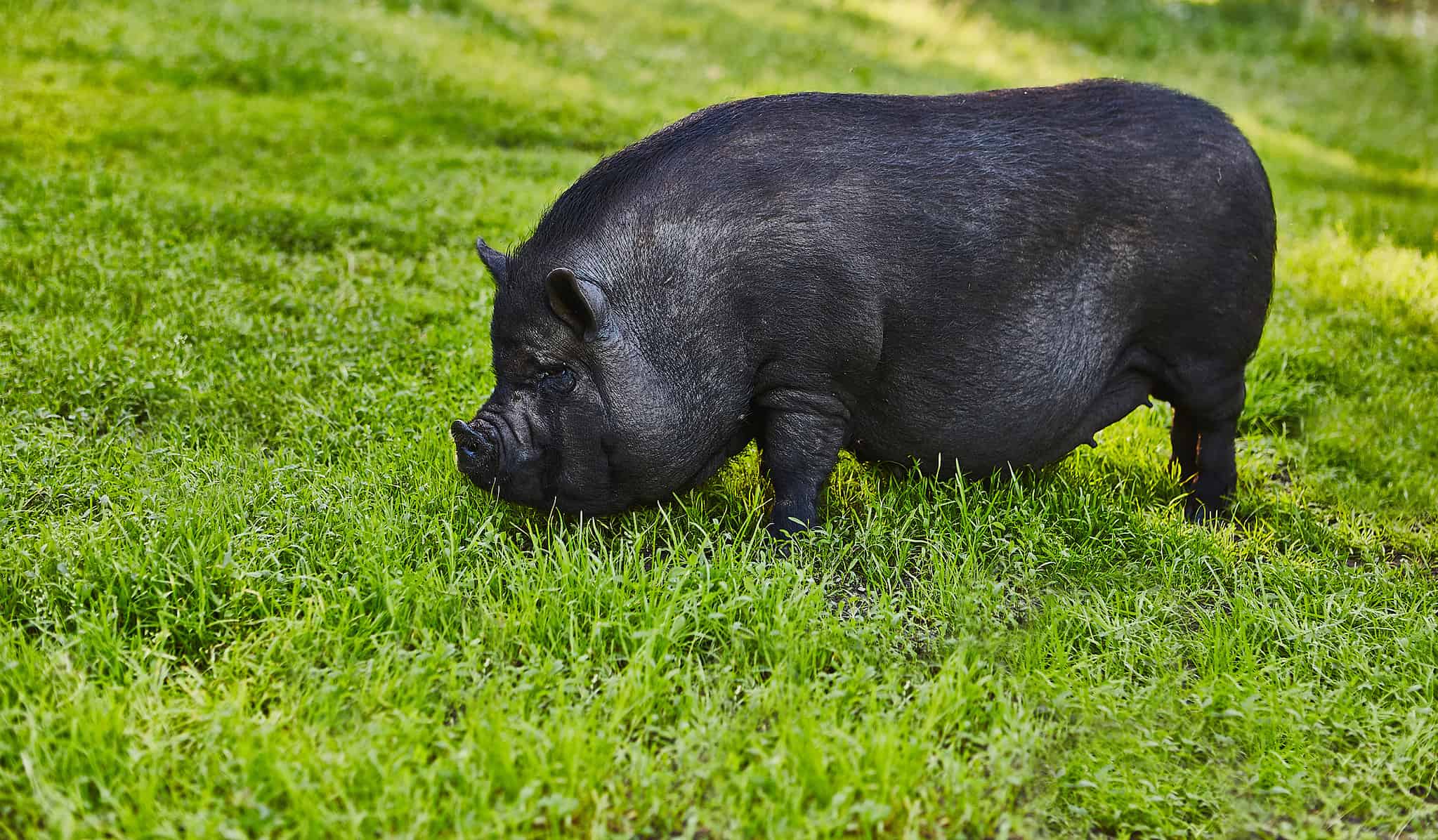 29 Sounds Pigs Make and What Each Means (It’s Not Just Oink!) - A-Z Animals