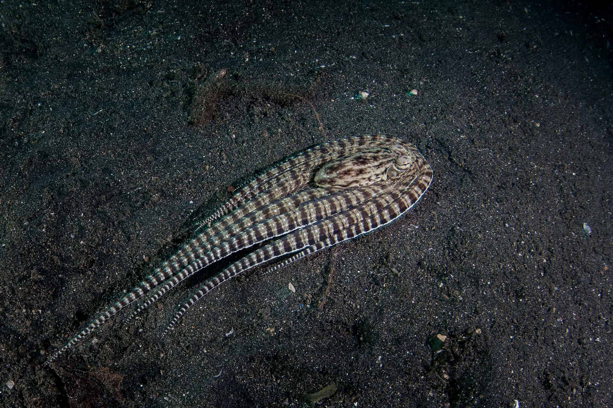 Discover the Mimic Octopus... The Ultimate Disguise Artist - A-Z Animals