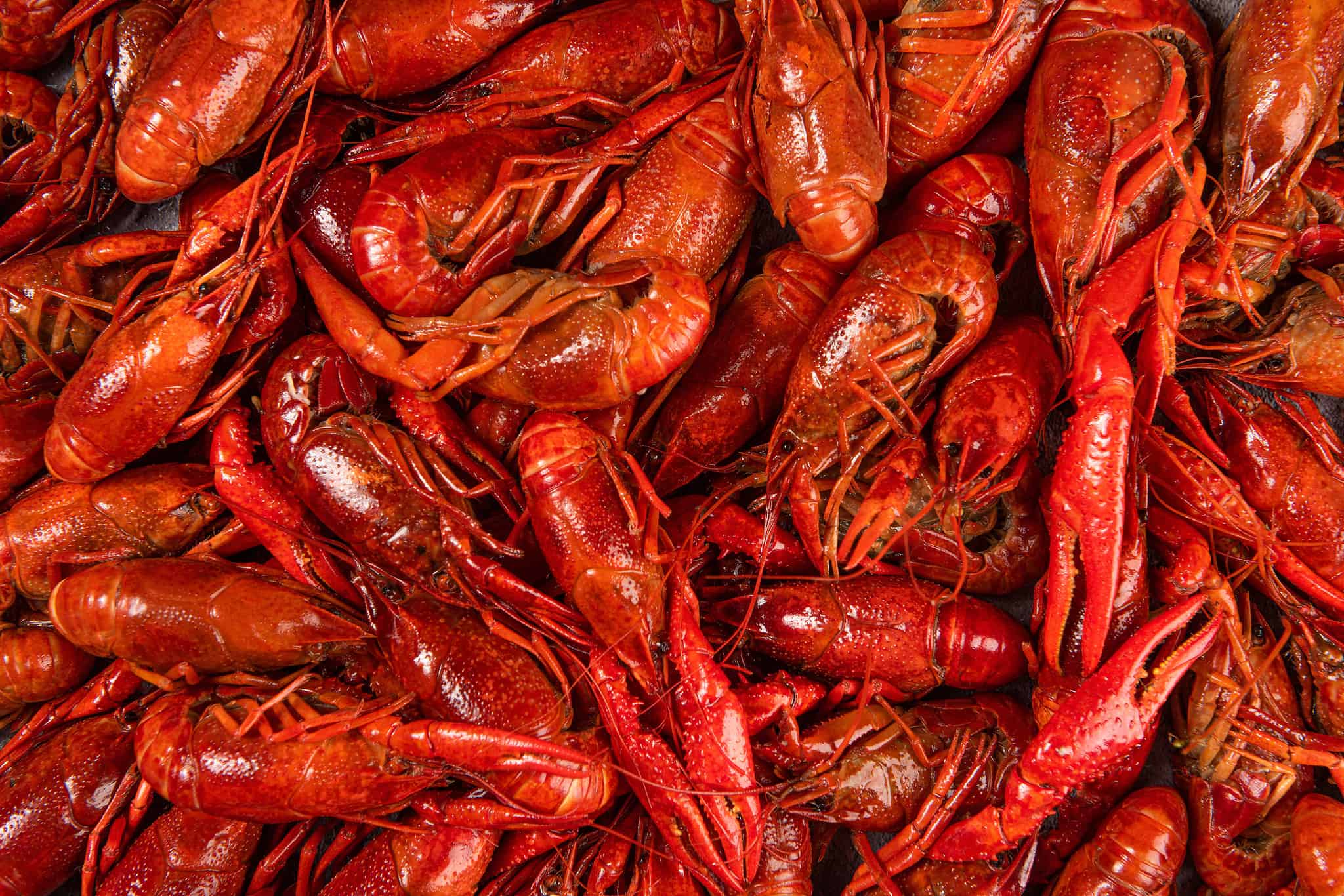 Crawfish Market Prices in 2024: What to Expect When Buying - A-Z Animals