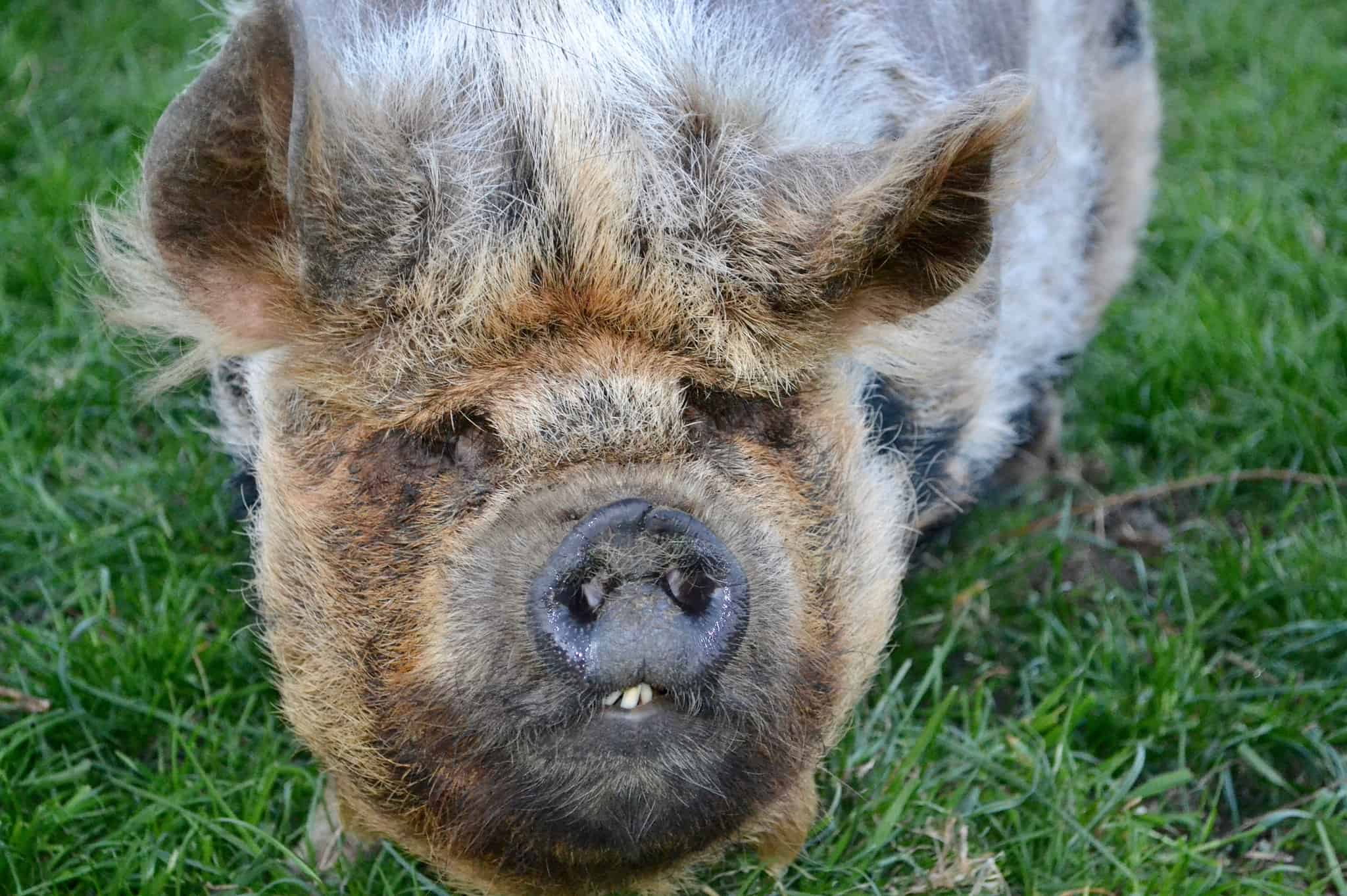 Pig Teeth: Everything You Could Possibly Want to Know - A-Z Animals