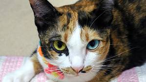 Heterochromia in Cats: Odd-Eyed Cat Genetics and Common Breeds - A-Z ...