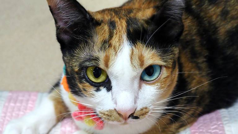 Heterochromia in Cats: Odd-Eyed Cat Genetics and Common Breeds - A-Z ...