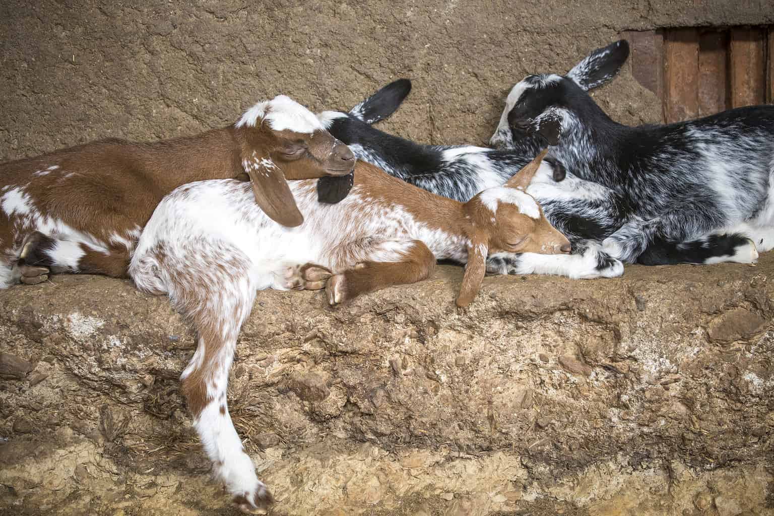 Discover 10 Animals That Sleep the Most and the Least - A-Z Animals