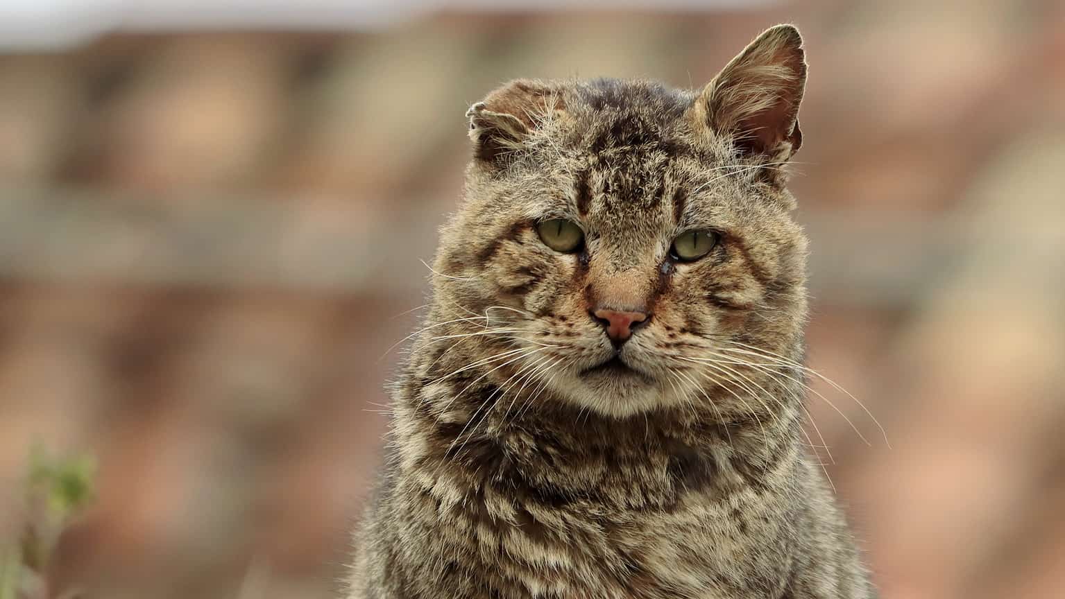 7 Most Common Cat Eye Problems - A-Z Animals