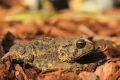 Discover the 9 Official State Animals of Texas - A-Z Animals