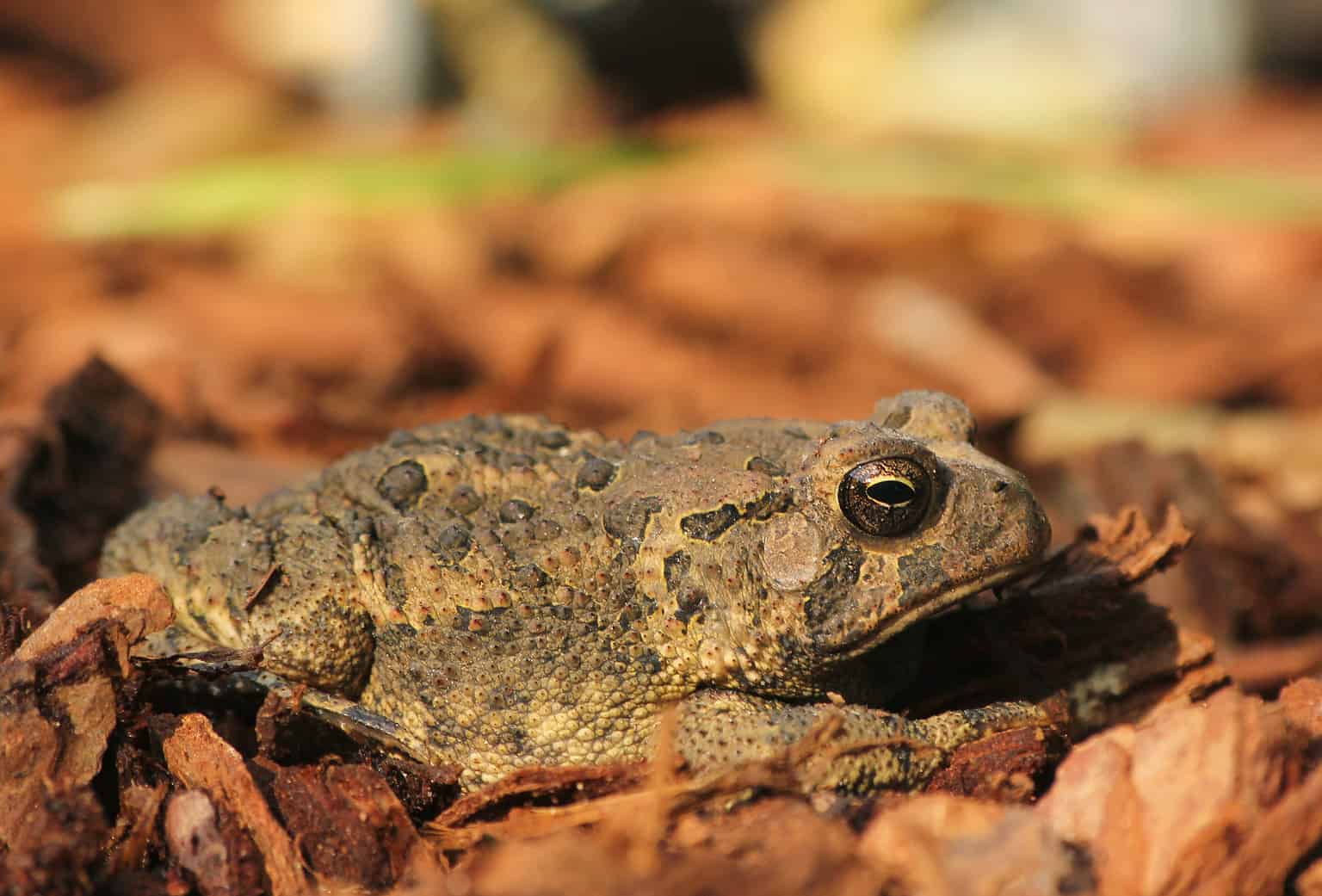 Discover the 9 Official State Animals of Texas - A-Z Animals