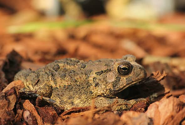Discover the 9 Official State Animals of Texas - A-Z Animals