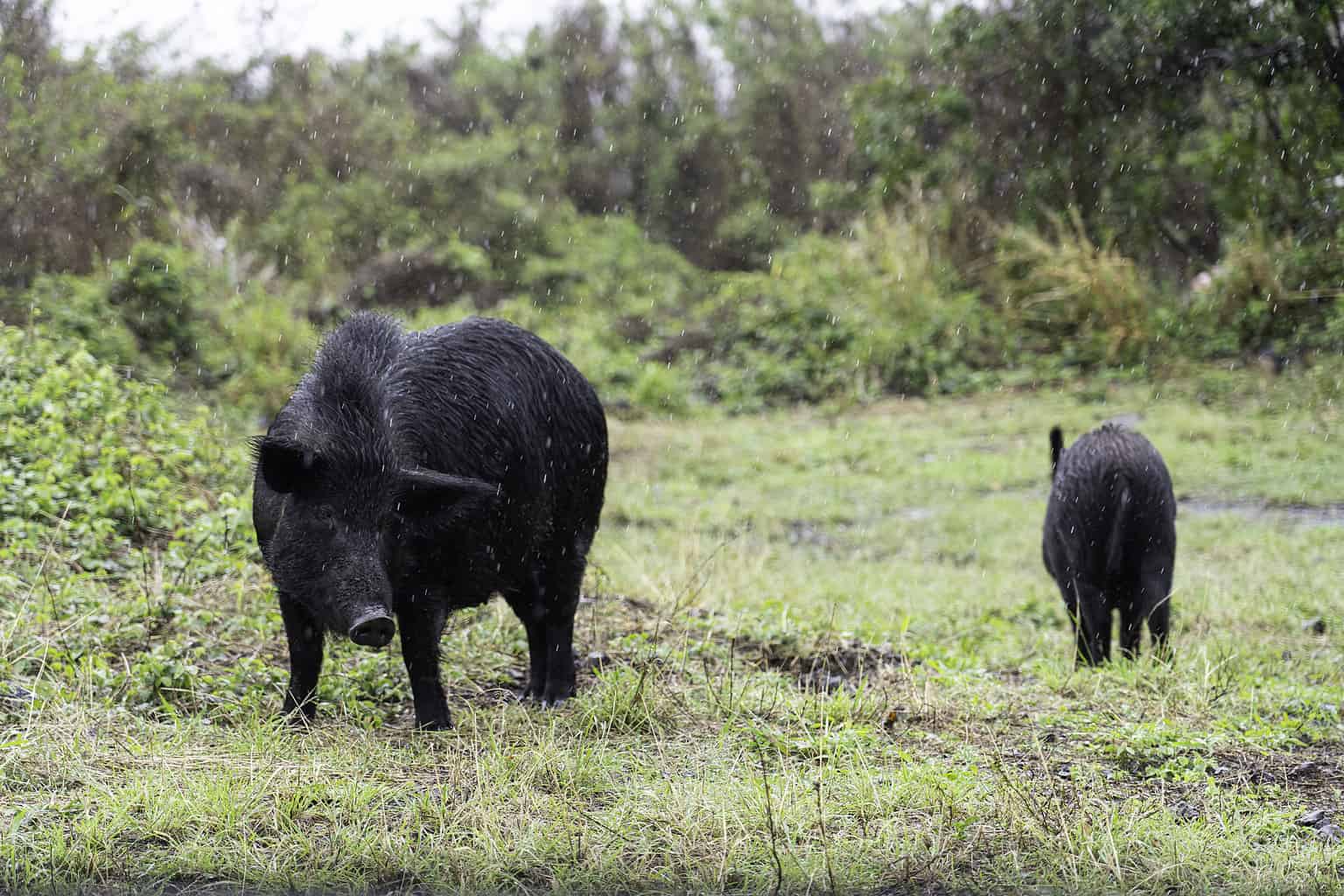 Are Boars and Dogs Best Friends? Should They Be? - A-Z Animals