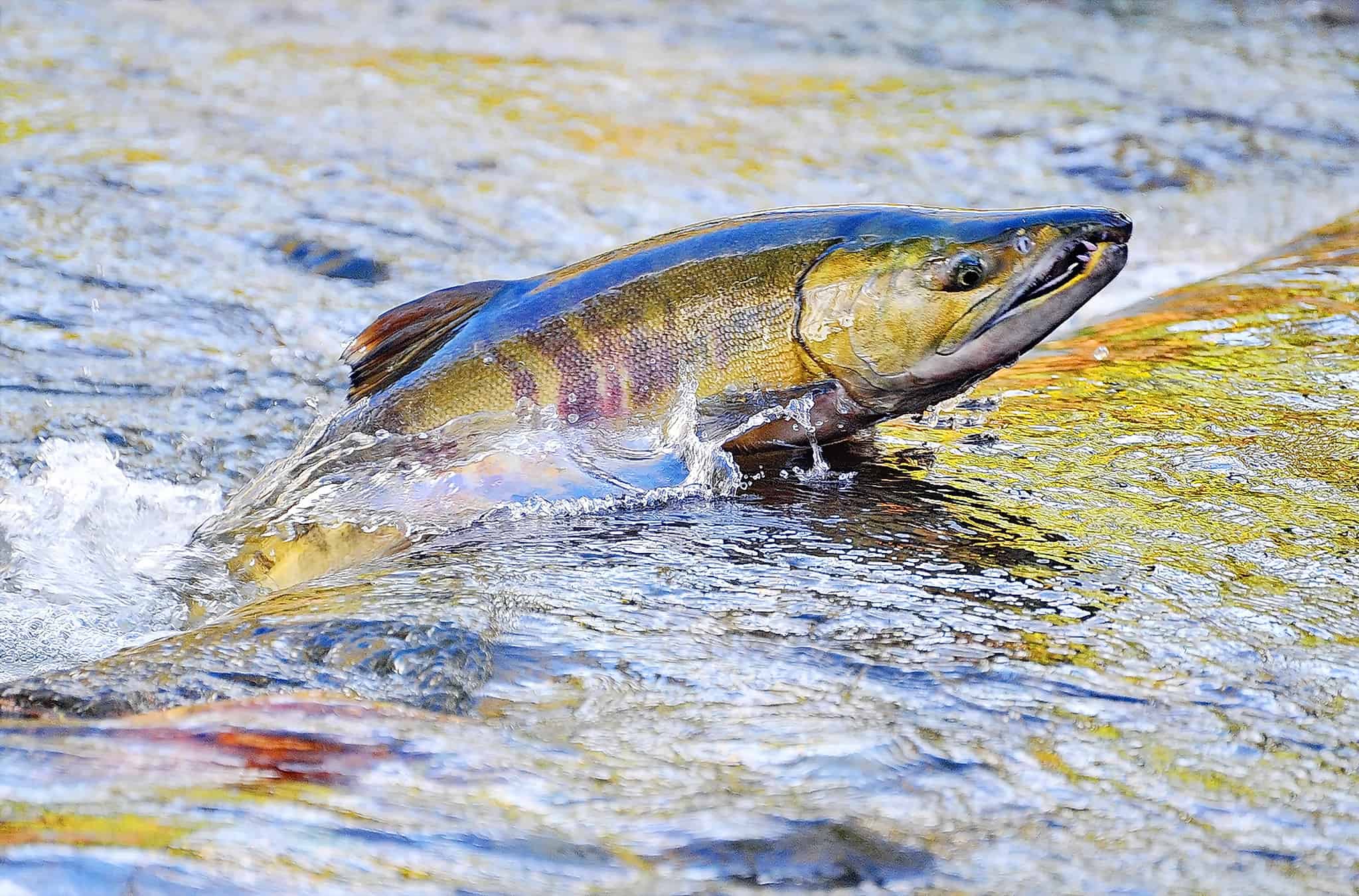 Are Fish Mammals? Exploring the Diverse Classes of Fish - A-Z Animals