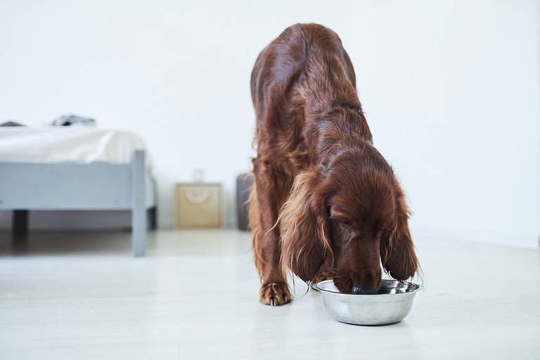 8 Common Irish Setter Health Problems - A-Z Animals